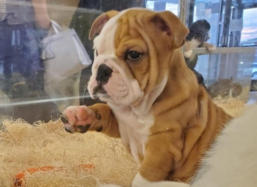 Current Puppies - Perfect Pets